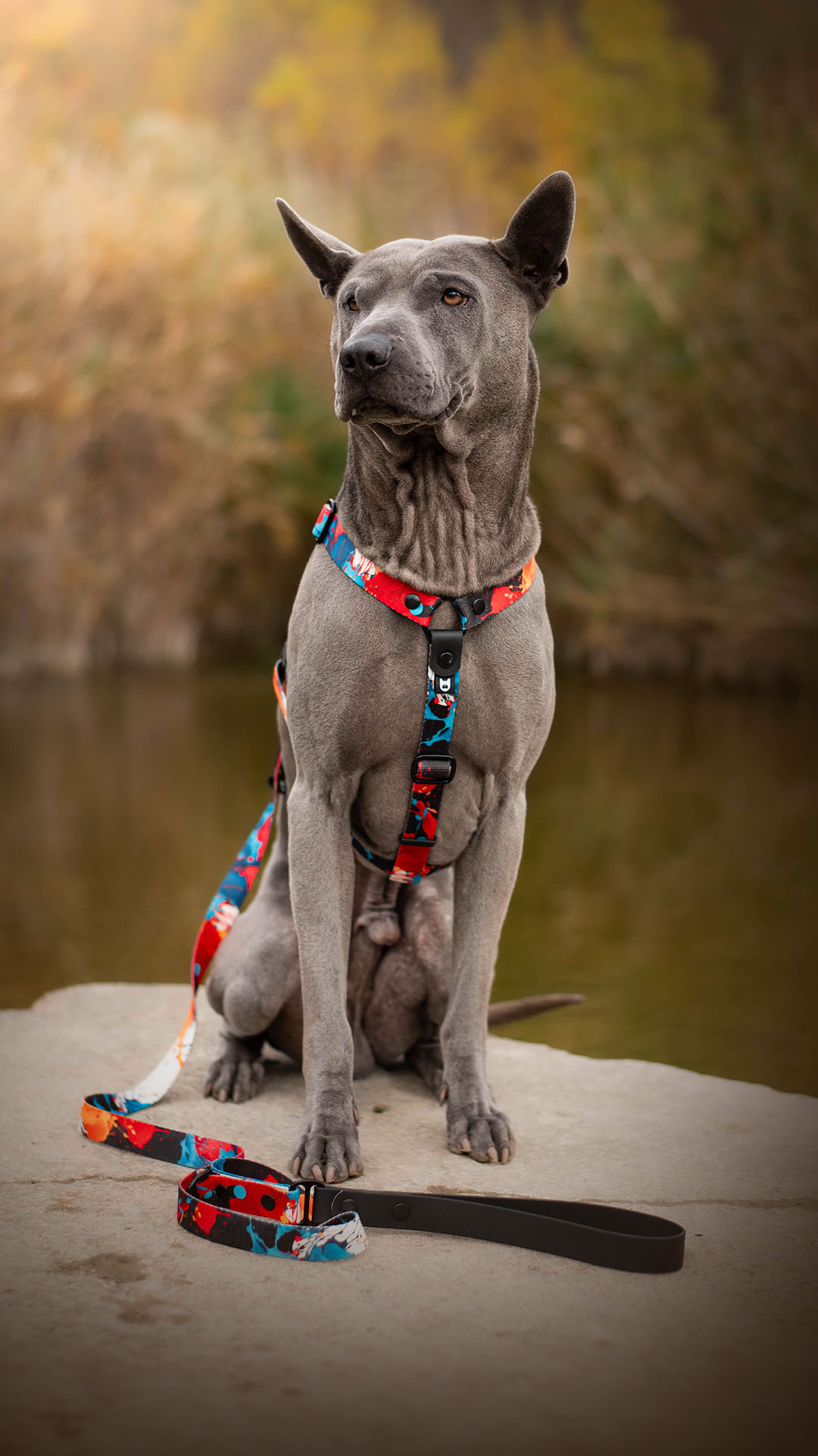 Vodítko pro psa Duo Collection Splash | Obodog