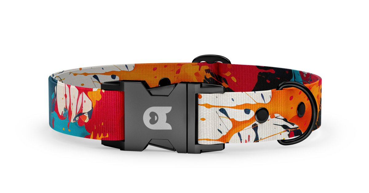 Dog collar Basic Collection Splash | Obodog