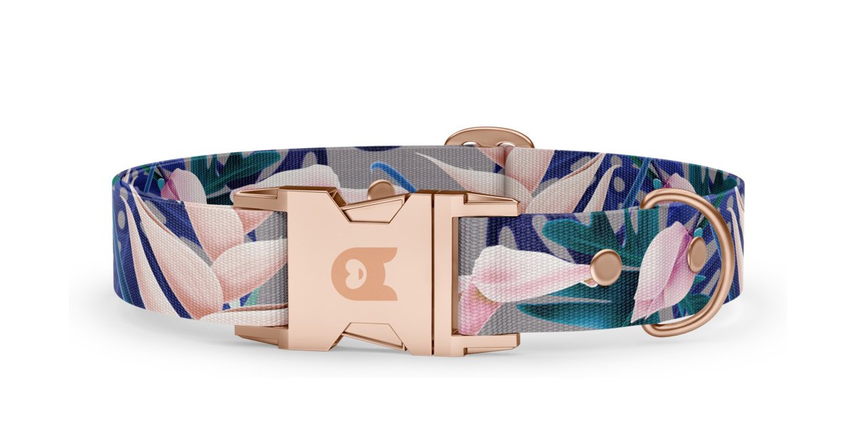 Dog collar Basic Collection Tropical | Obodog